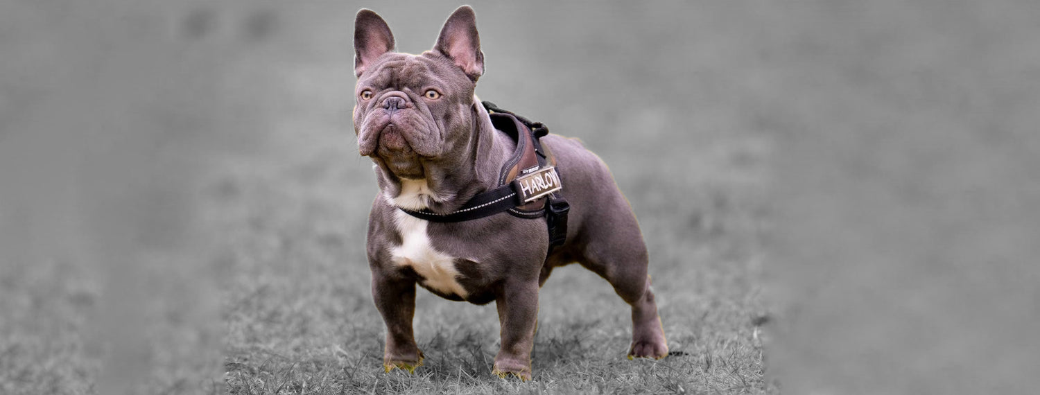 The French Bulldog Shop